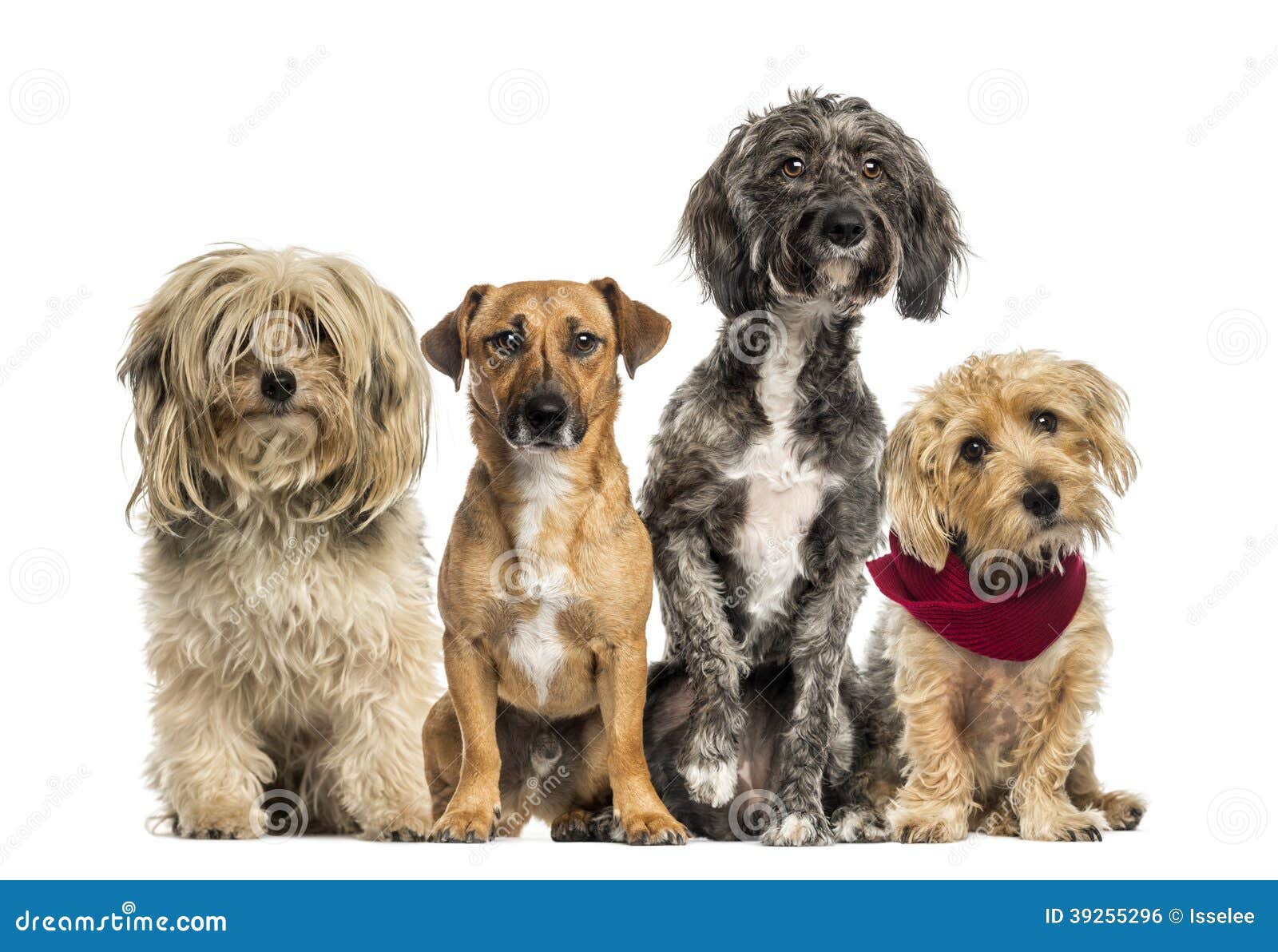 Group of Crossbreed stock photo. Image of long, mammal - 39255296