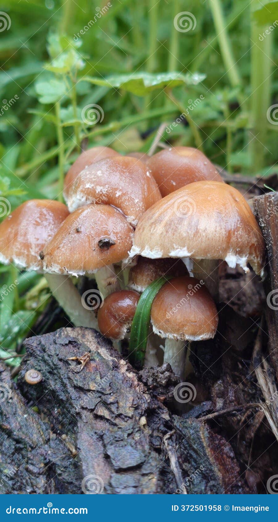 Brown Mushrooms Grow In Green Grass Royalty-Free Stock Photo ...