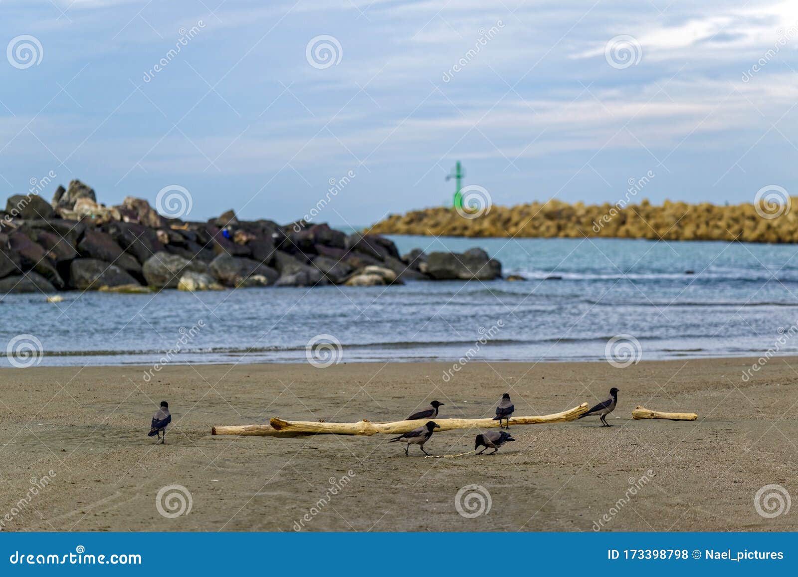 Crows on the seaside stock photo. Image of clouds, bird - 173398798