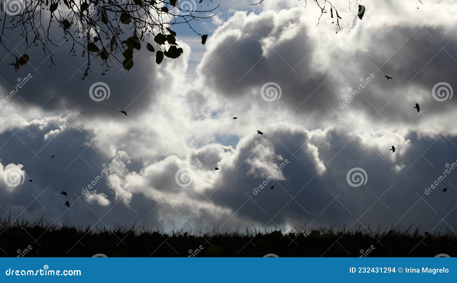 Group of Crows Flying High in the Sky Stock Footage - Video of crows ...