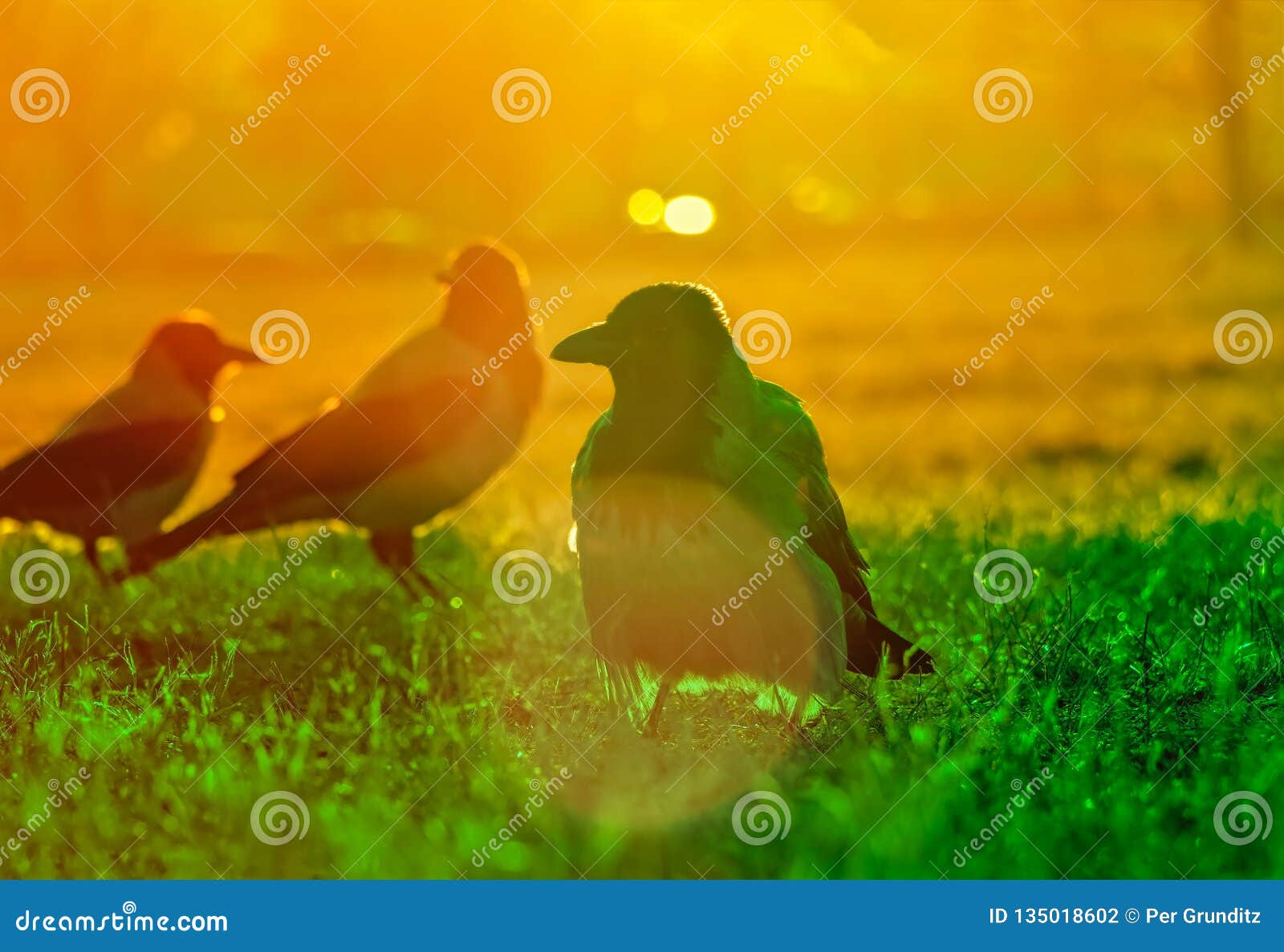 Crows in field in summer stock photo. Image of crow - 135018602