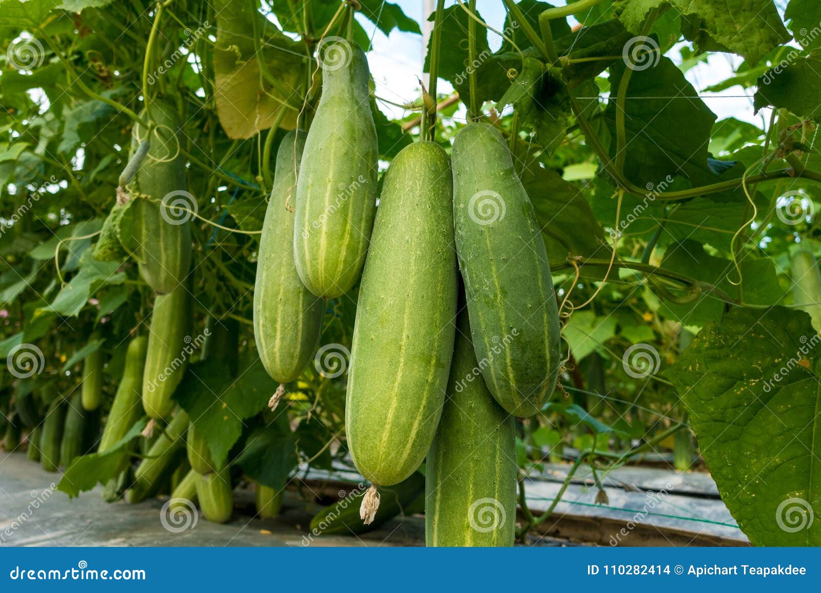 Group of Cucumber stock photo. Image of organic, grow - 110282414