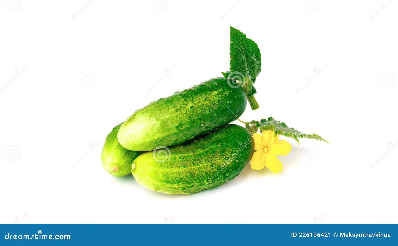Group of Cucumbers and Leaves Isolated on White Stock Image - Image of ...