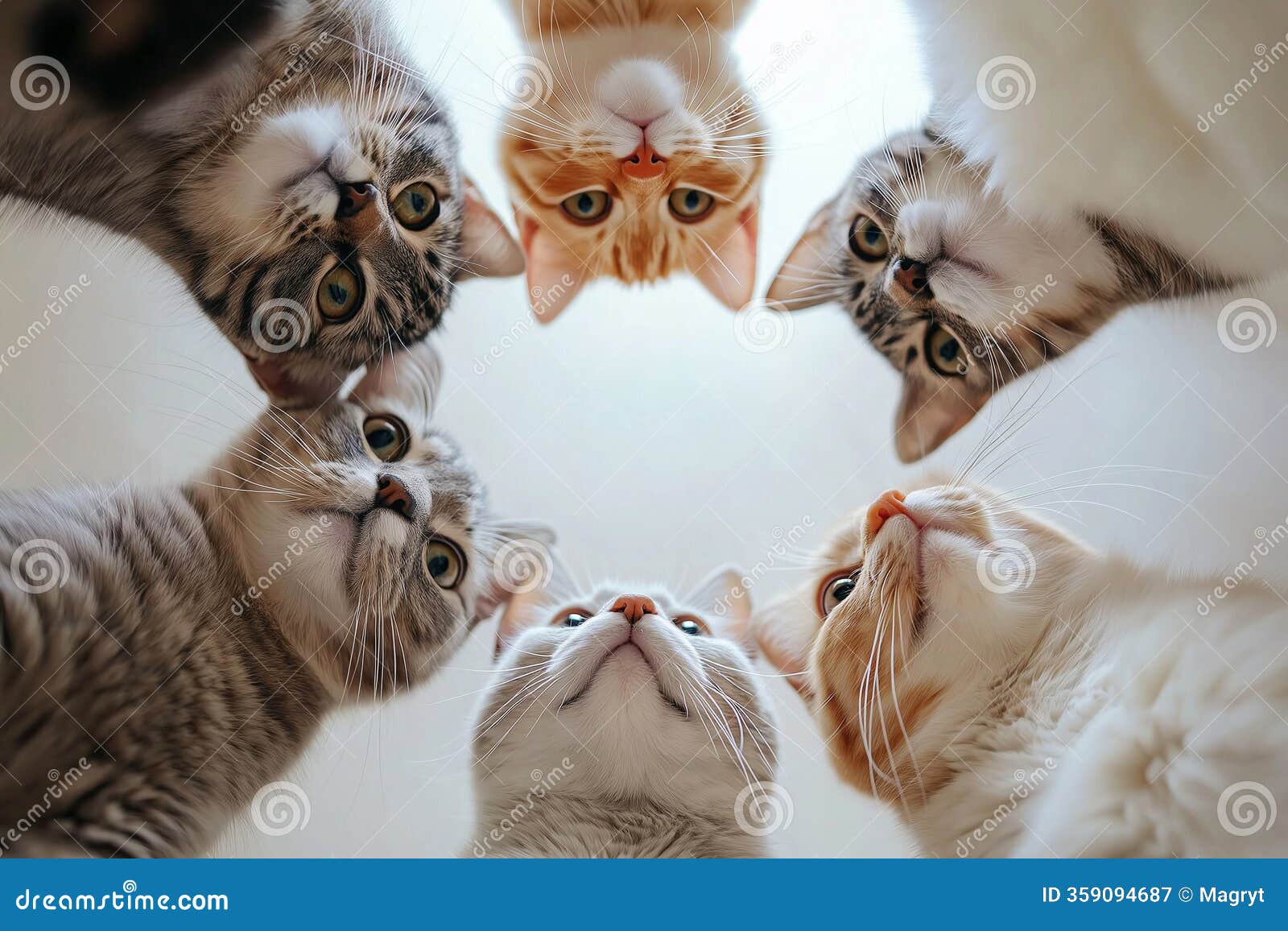 Two Curious Cats Looking At The Camera In A Tree Hollow, Fisheye ...