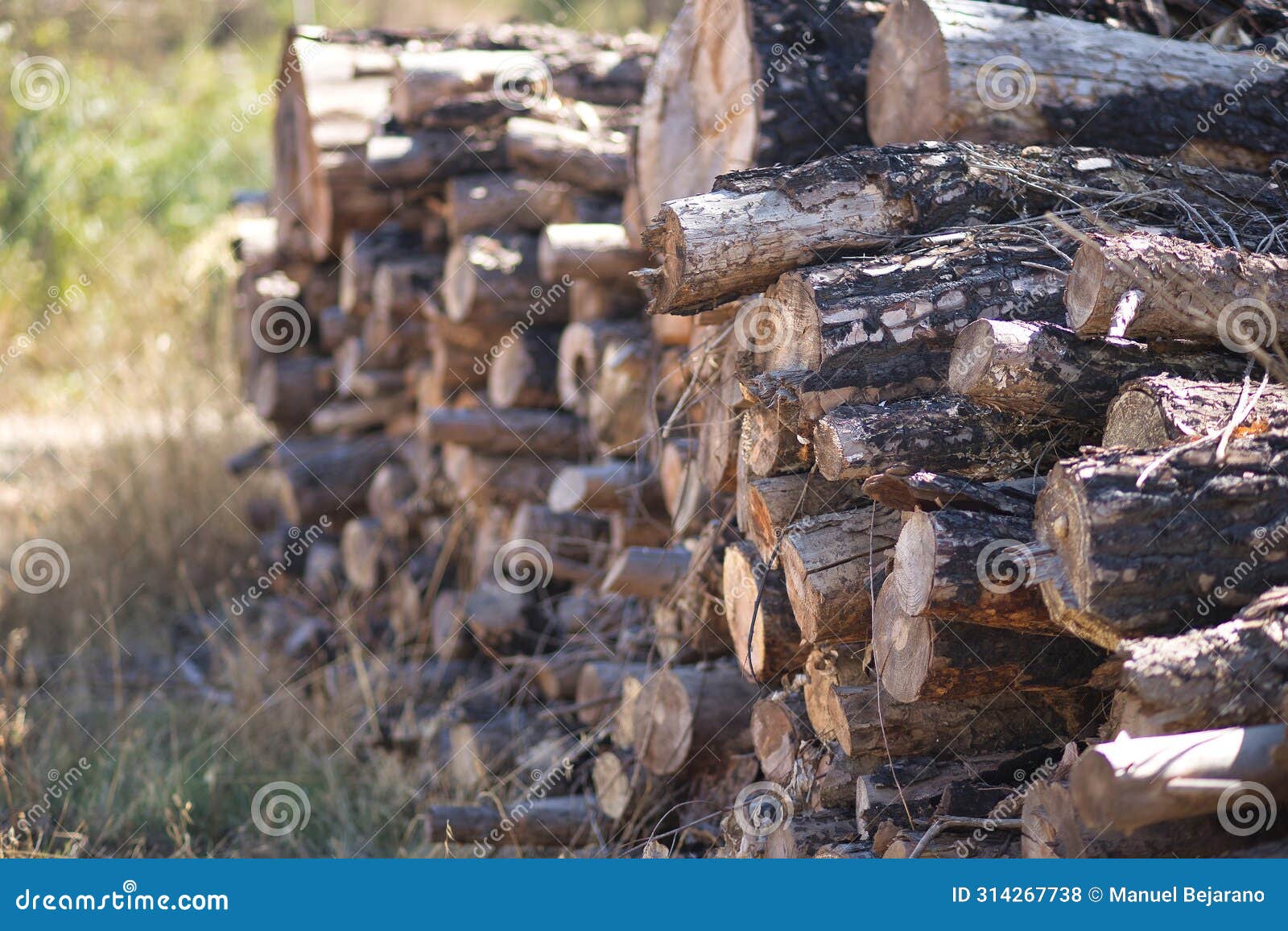 Group of Cut and Stacked Logs Ready for Transport. Concept Exploitation ...