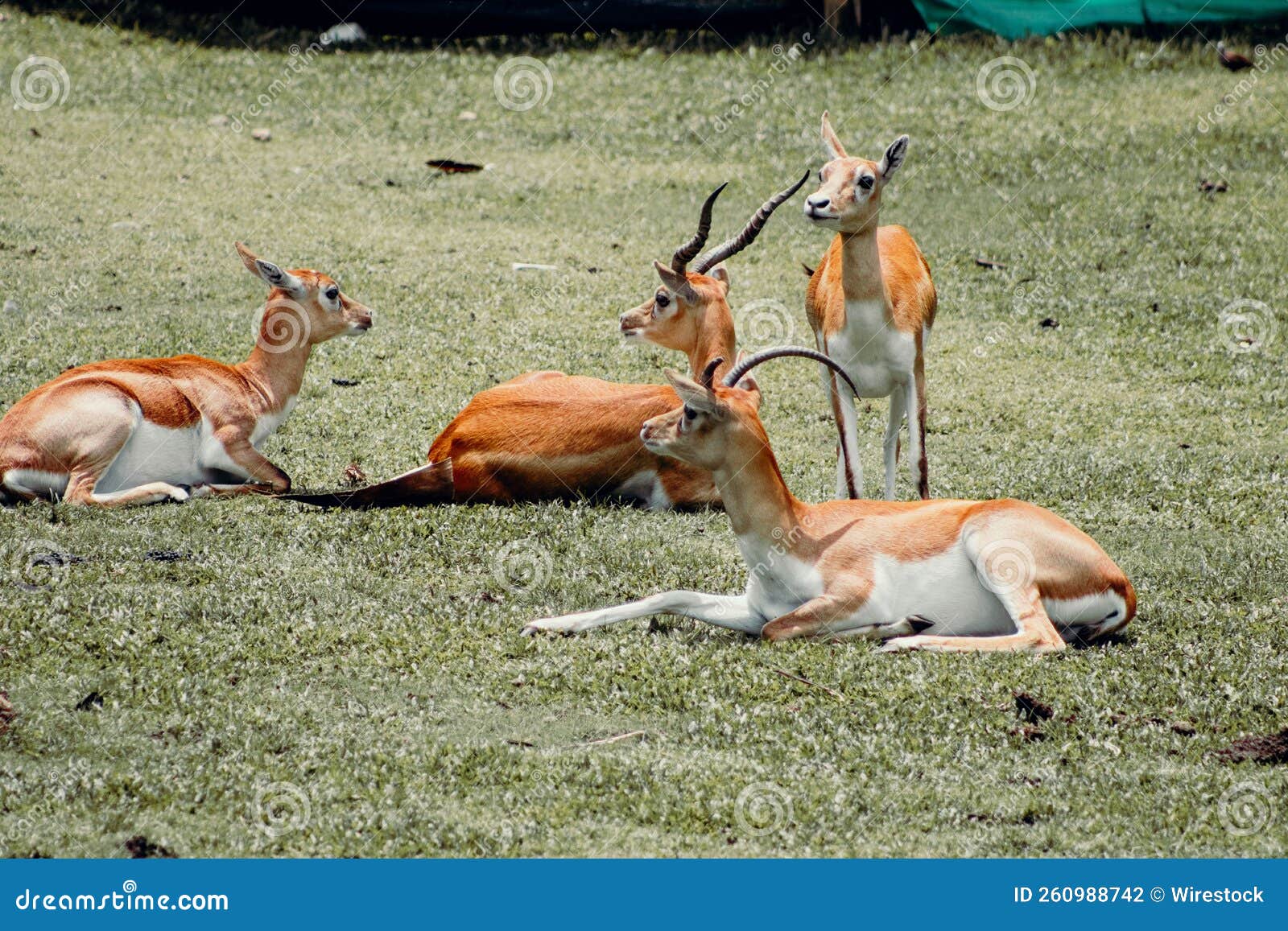 Group of Cute Antelopes Resting in a Field Stock Photo - Image of ...