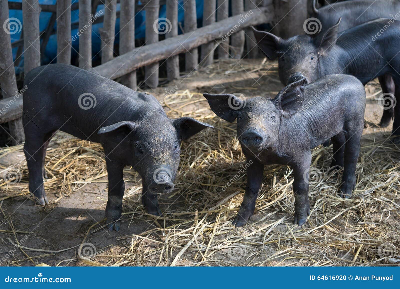 Group Cute Baby Black Pig in Pigpen. Stock Photo - Image of livestock ...