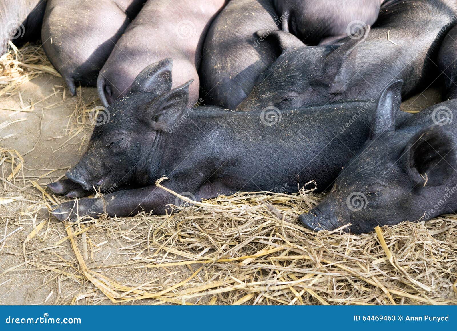 Group Cute Baby Black Pig Sleeping in Pigpen. Stock Image - Image of ...
