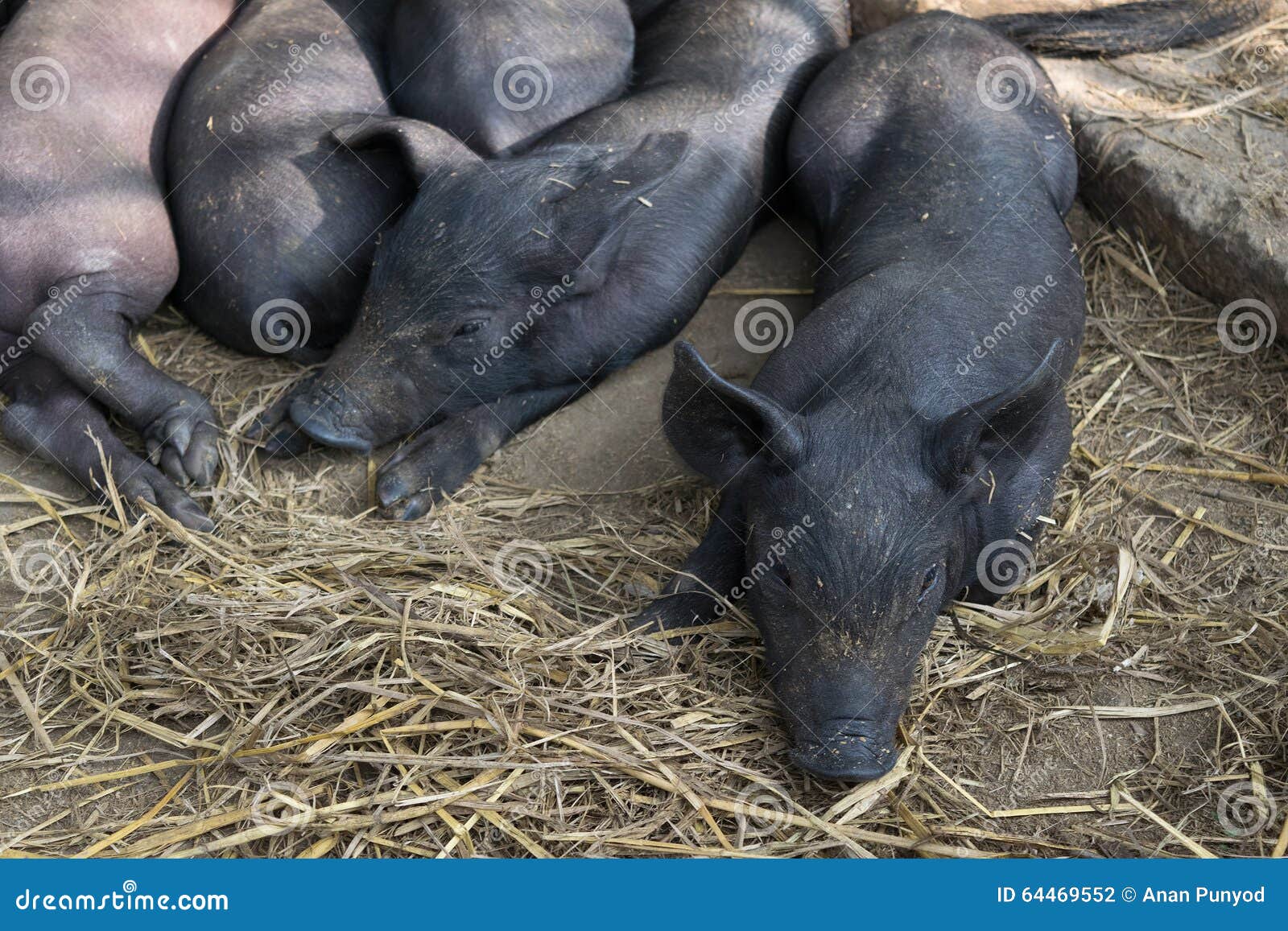 Pig Sleeping In Pigpen Stock Photography | CartoonDealer.com #149647670