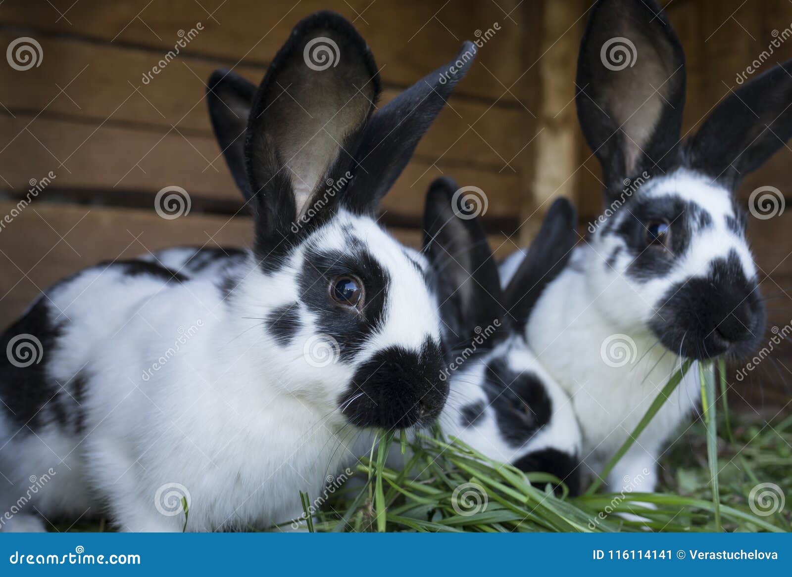 Cute Black And White Rabbits