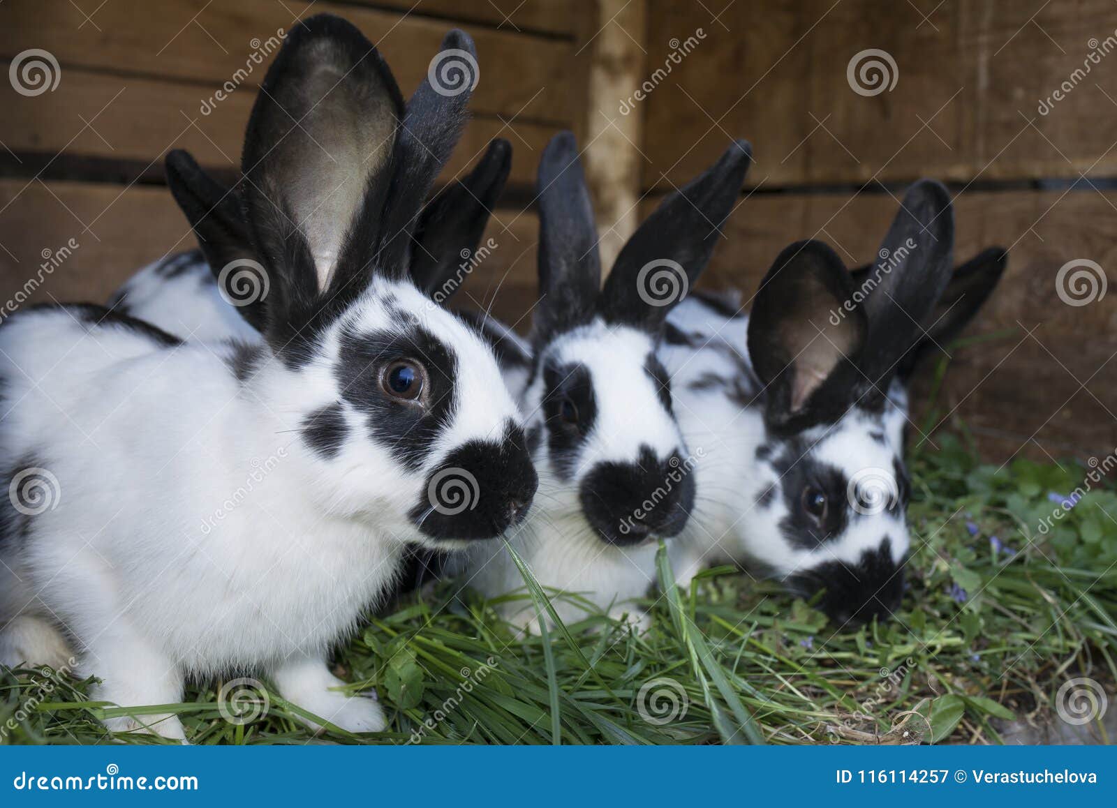 Group Cute Black and White Rabbits with Spots Stock Image - Image of ...