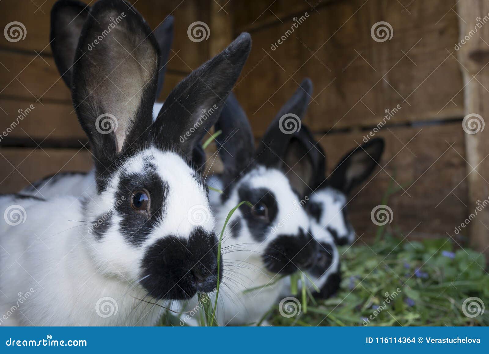 Group Cute Black and White Rabbits with Spots Stock Photo - Image of ...