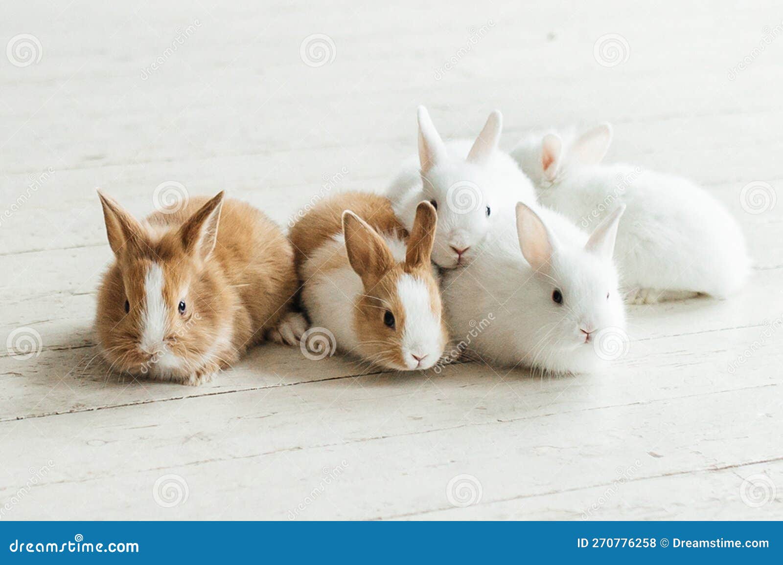 A Group of Cute Easter Bunny Rabbits on the Living Room Floor ...