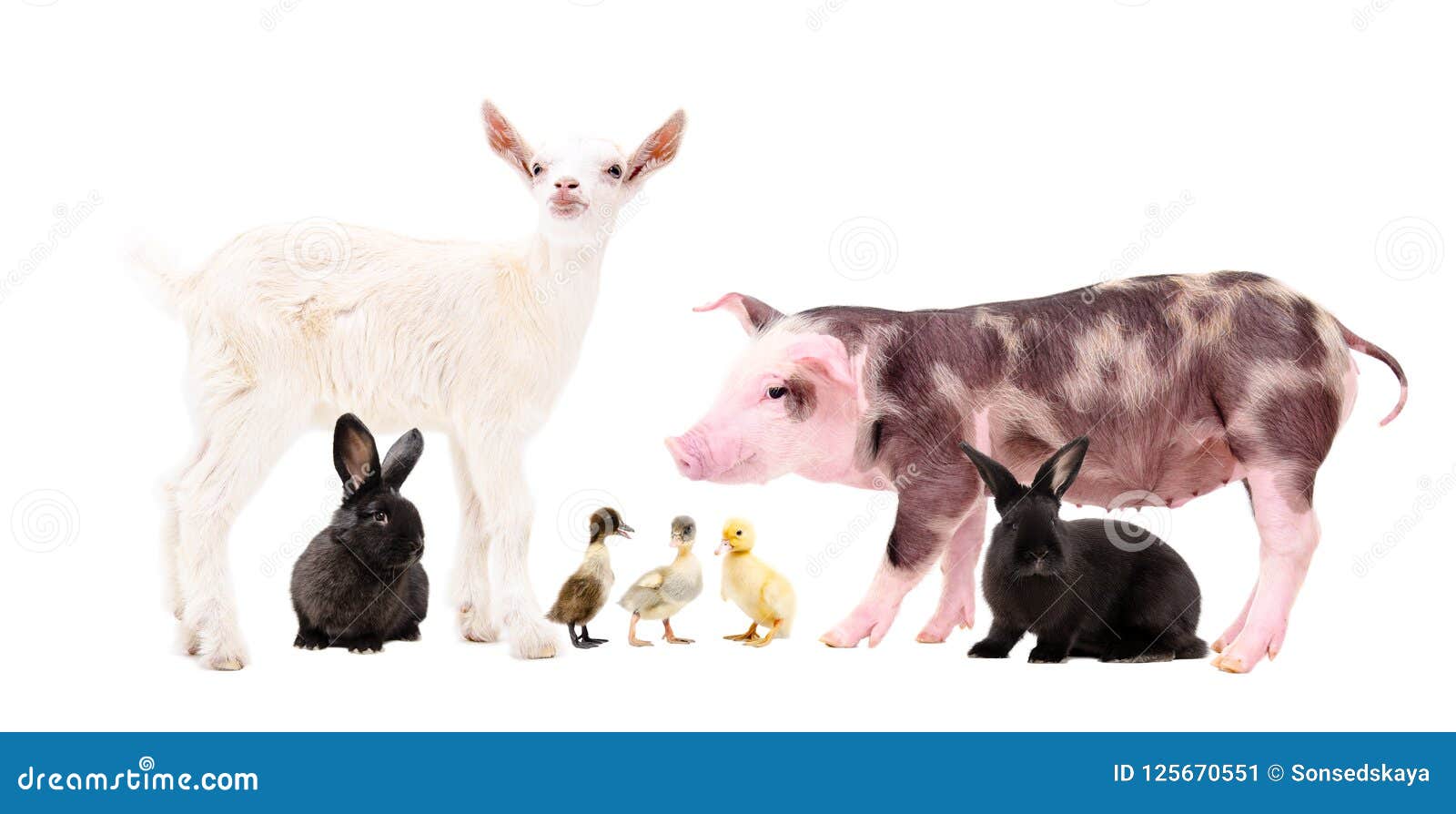 Group of cute farm animals stock image. Image of bird - 125670551