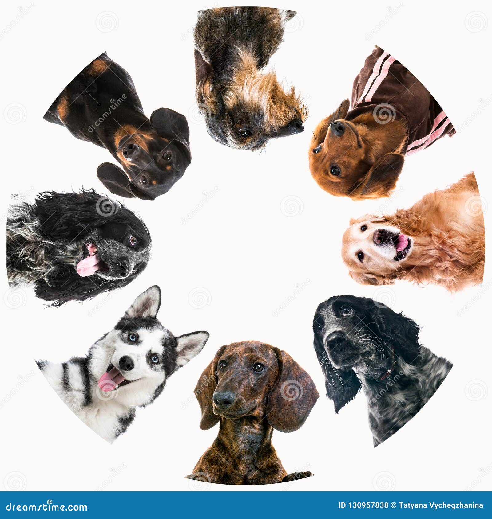 721 Cute Animals Circle Stock Photos - Free & Royalty-Free Stock Photos ...