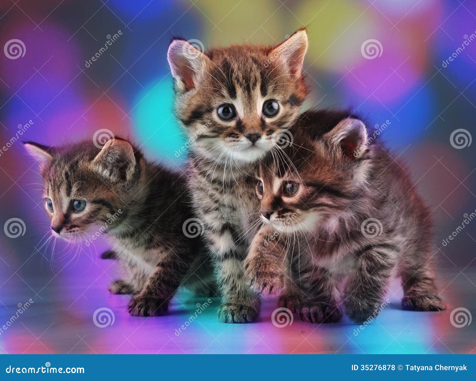 Group of Cute Little Kittens Stock Photo - Image of domestic, breed ...