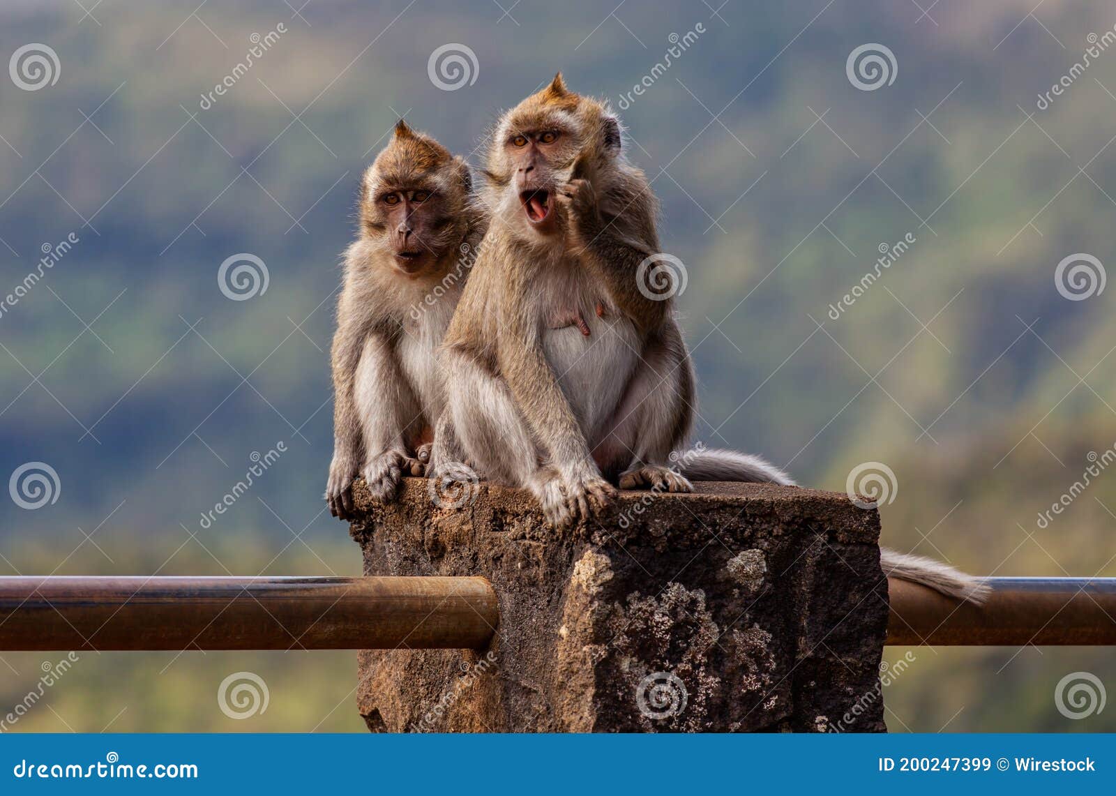 Group of Cute Long-Tailed Macaque in Mauritius Stock Image - Image of ...
