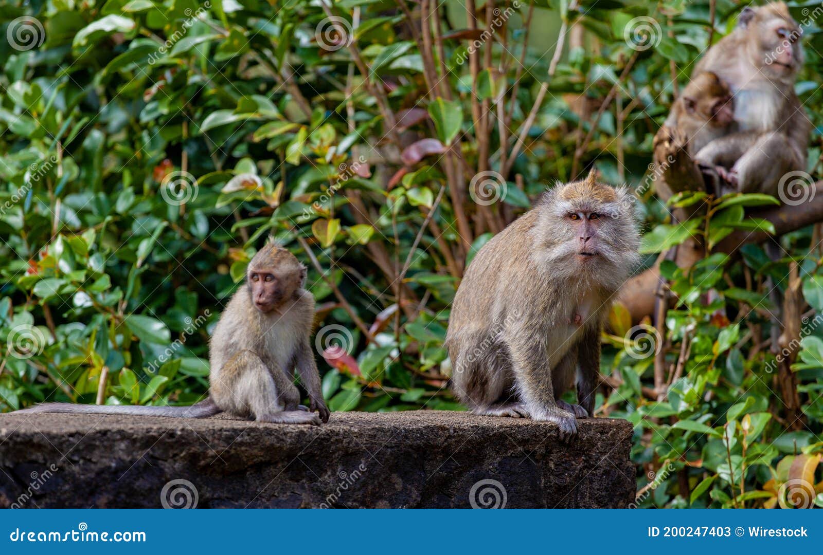Group of Cute Long-Tailed Macaque in Mauritius Stock Image - Image of ...