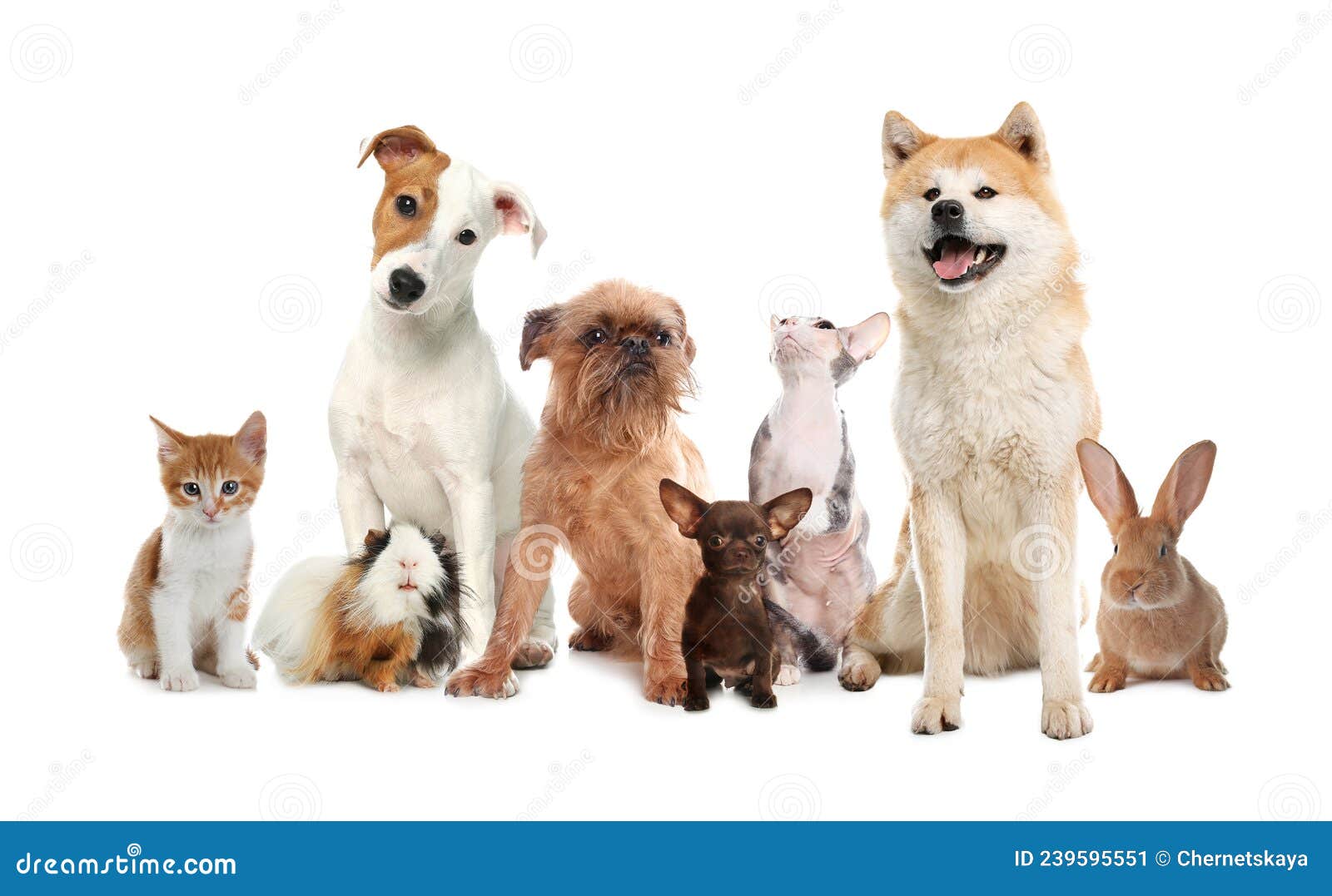 Group of Cute Pets on White Background Stock Image - Image of guinea ...