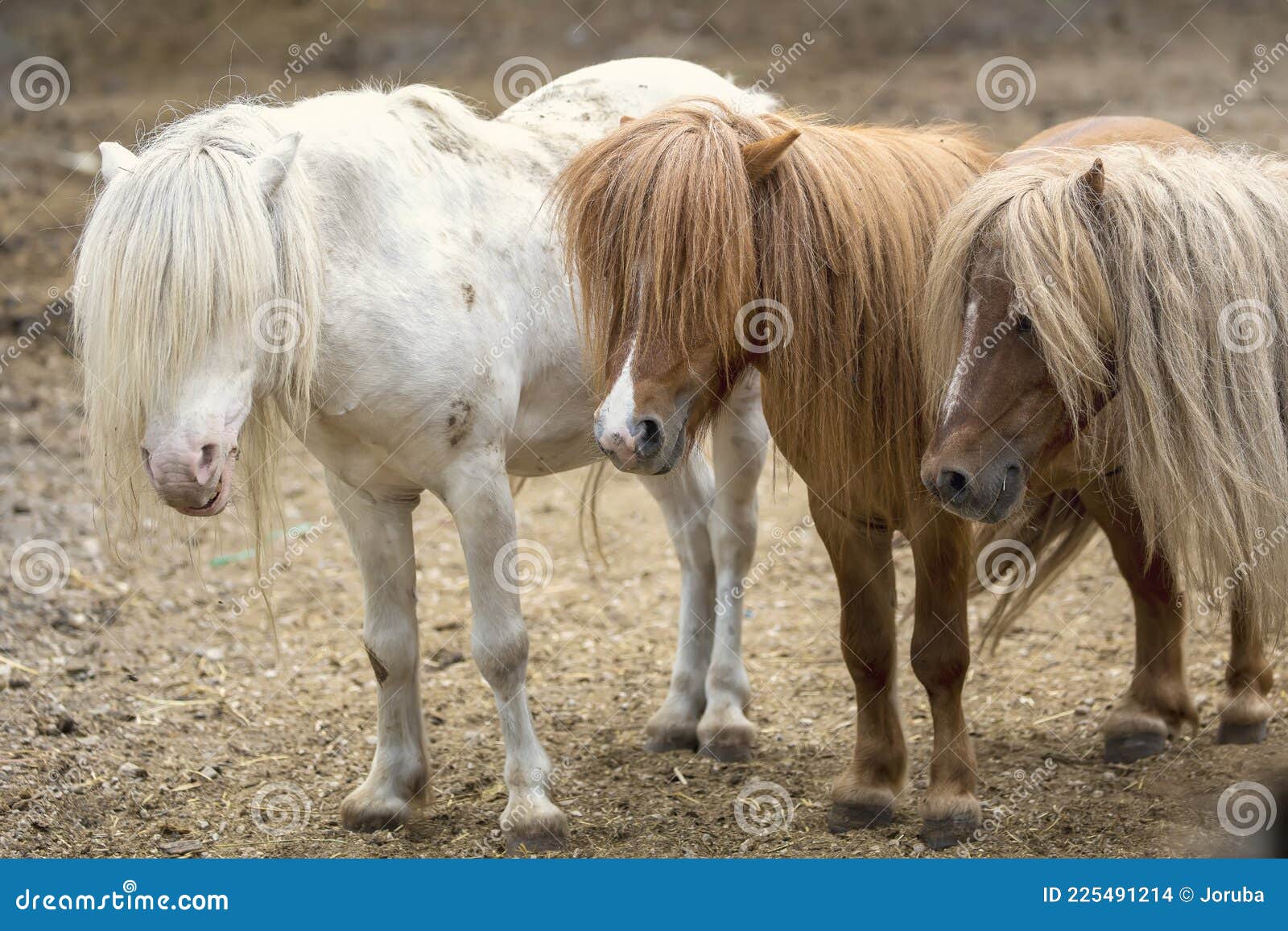 Cute Horses And Ponies