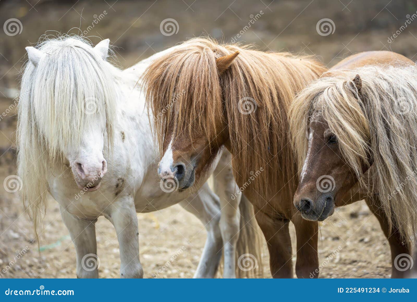 Group of cute pony horses stock photo. Image of farm - 225491234