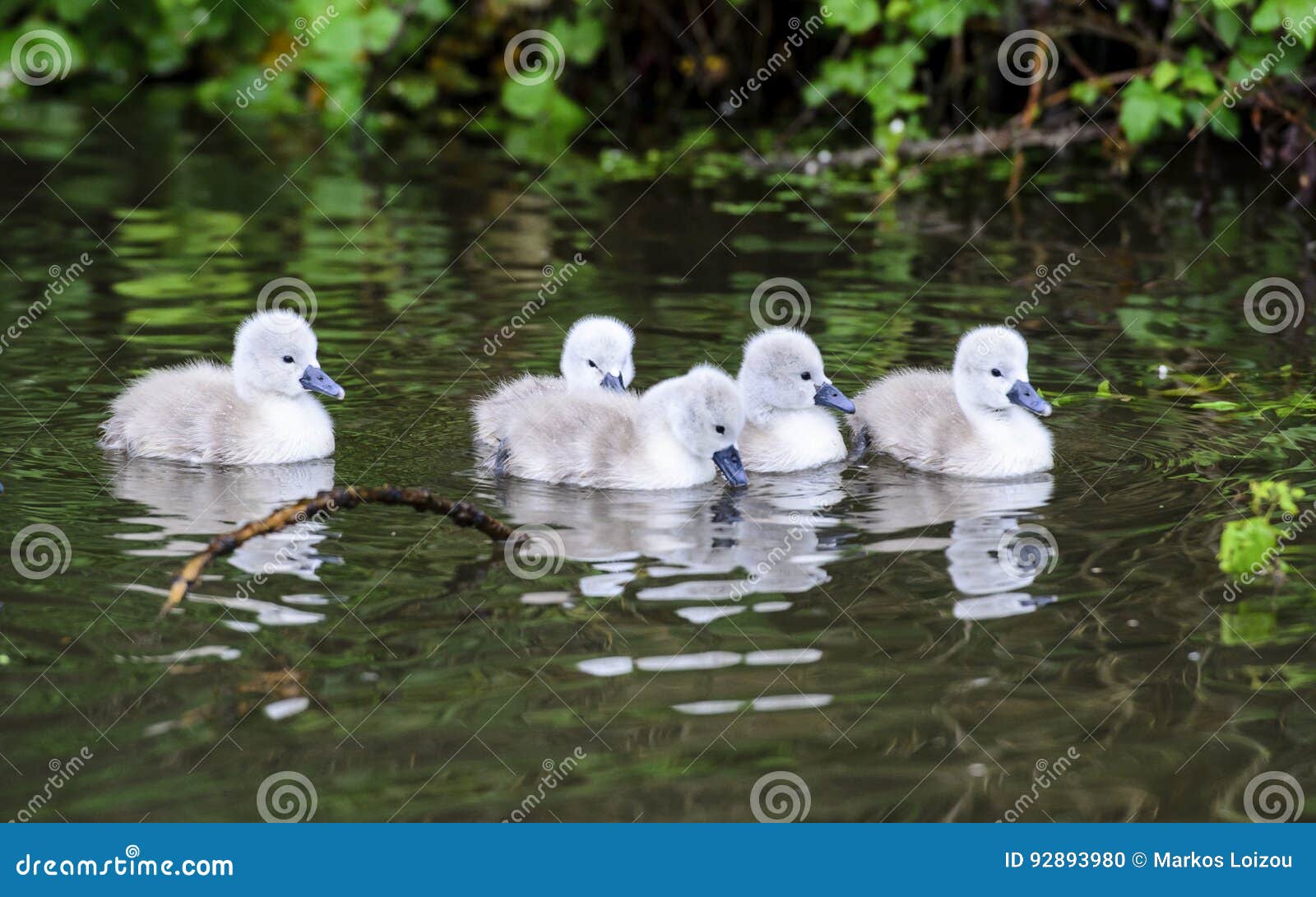 A group of Cygnets stock photo. Image of olor, mute, reflection - 92893980