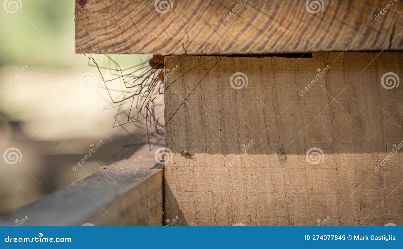 Group of Daddy Longlegs Spiders Hiding Under Fence Post Stock Image ...