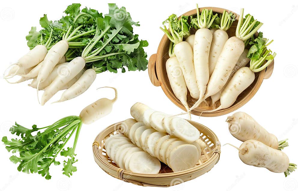 Freshly Harvested Daikon Radishes Group Isolated on Transparent Background for Culinary Use and ...