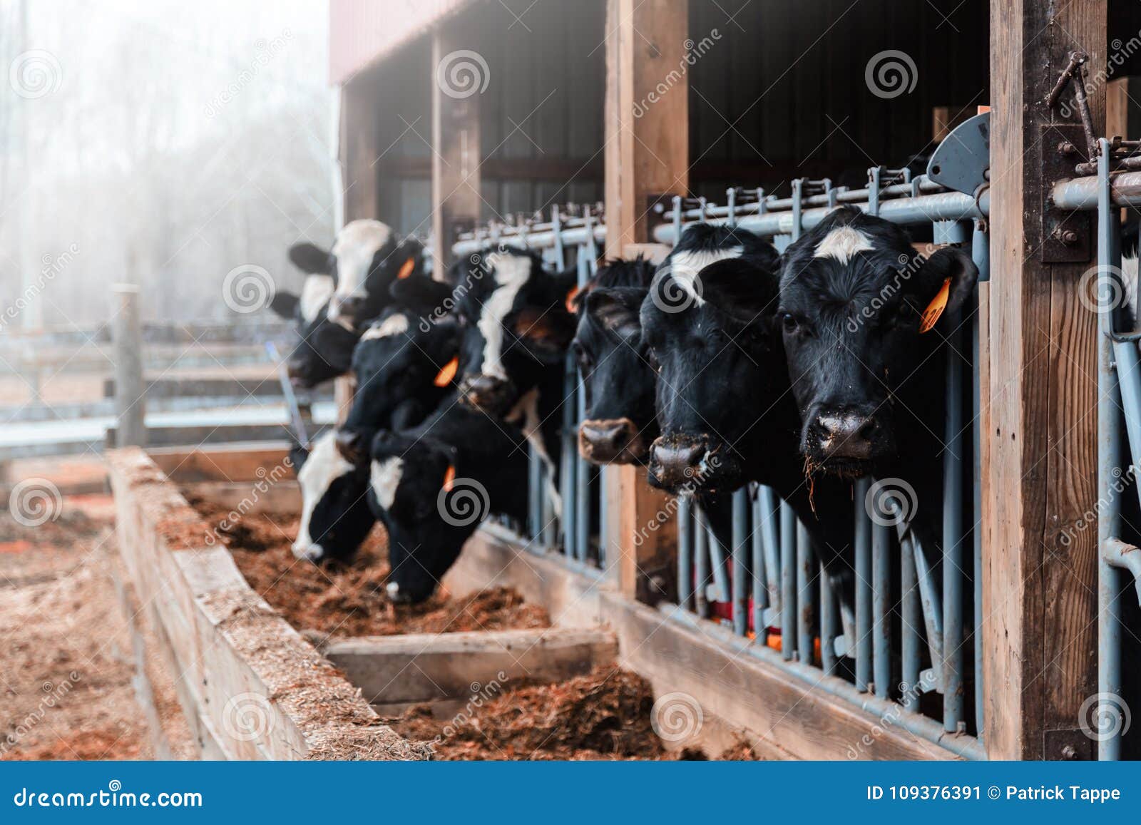 Dairy Cows in a barn editorial photo. Image of barn - 109376391