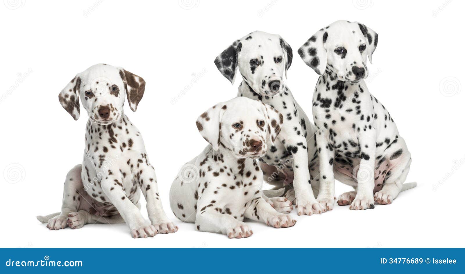 Group of Dalmatian Puppies Sitting, Isolated Stock Image - Image of ...