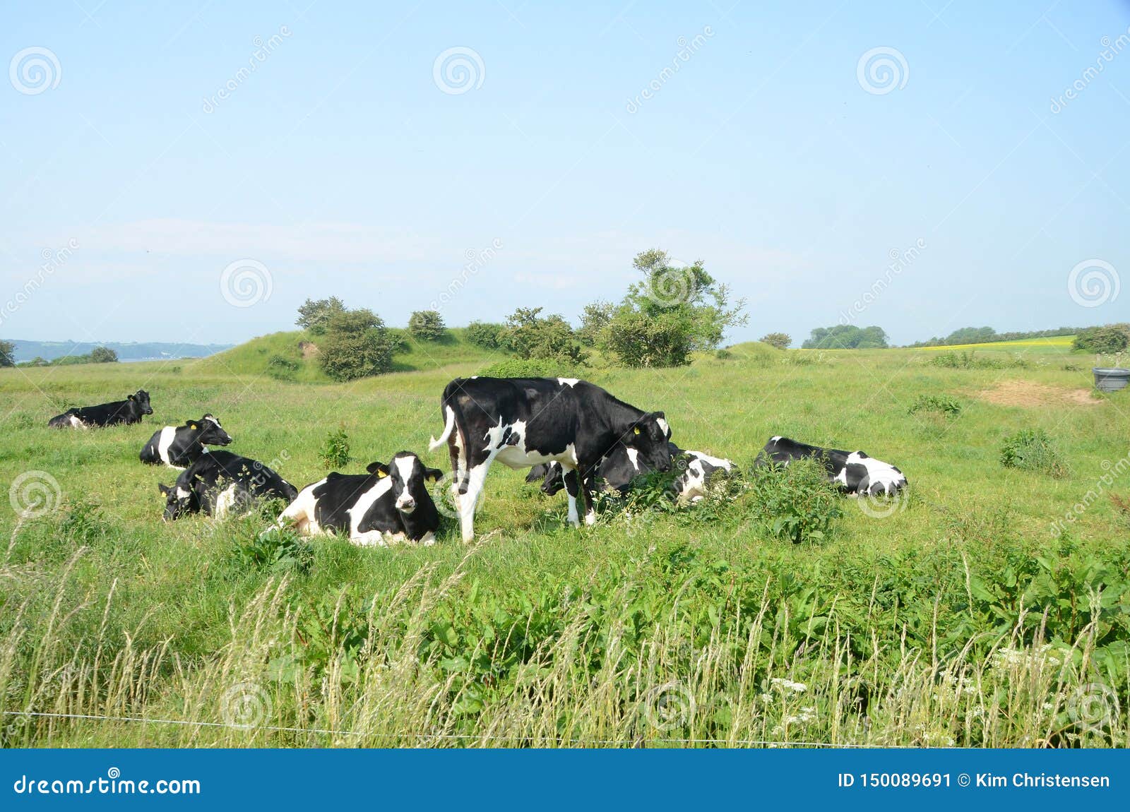Group of Danish Black-and-white Cattle Stock Image - Image of farm ...