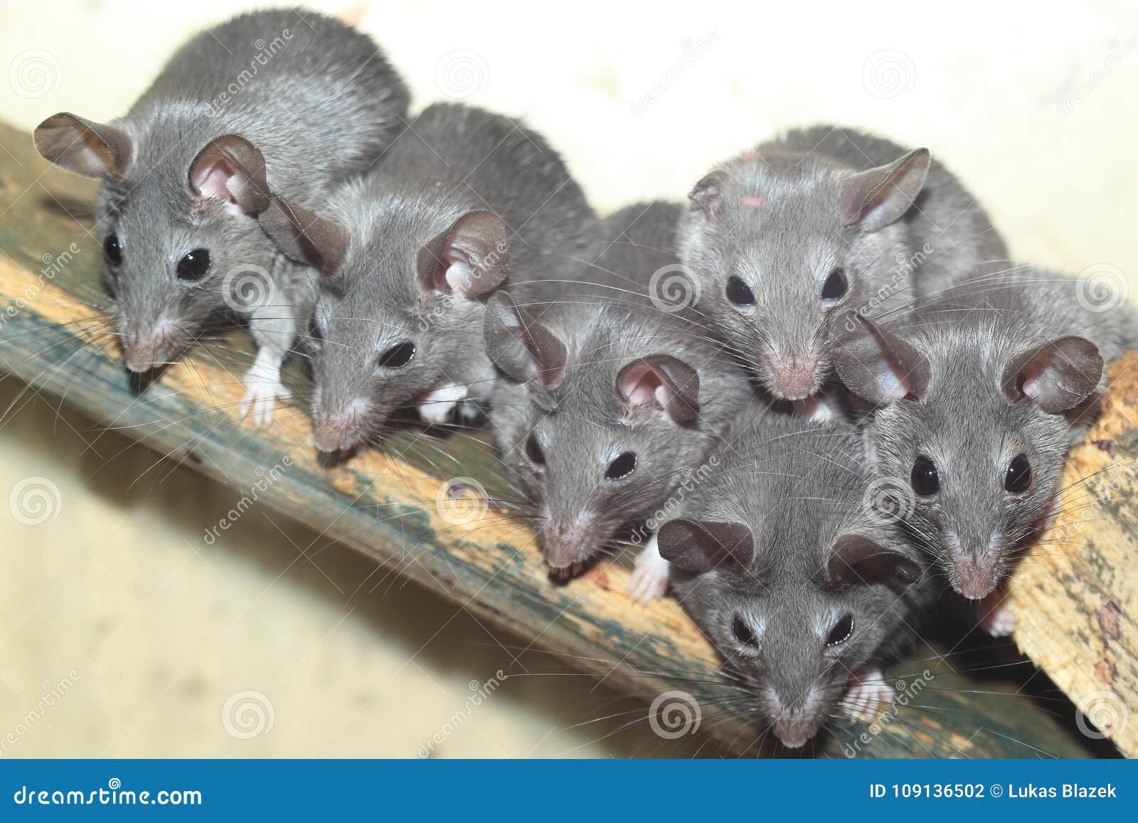 The Cairo Spiny Mouse Acomys Cahirinus, The Common Spiny Mouse ...