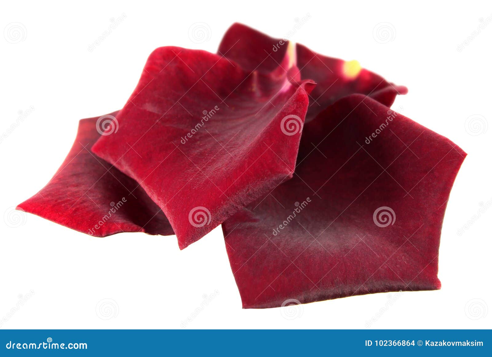 Group of Dark Red Rose Petals Isolated on White Stock Photo - Image of ...