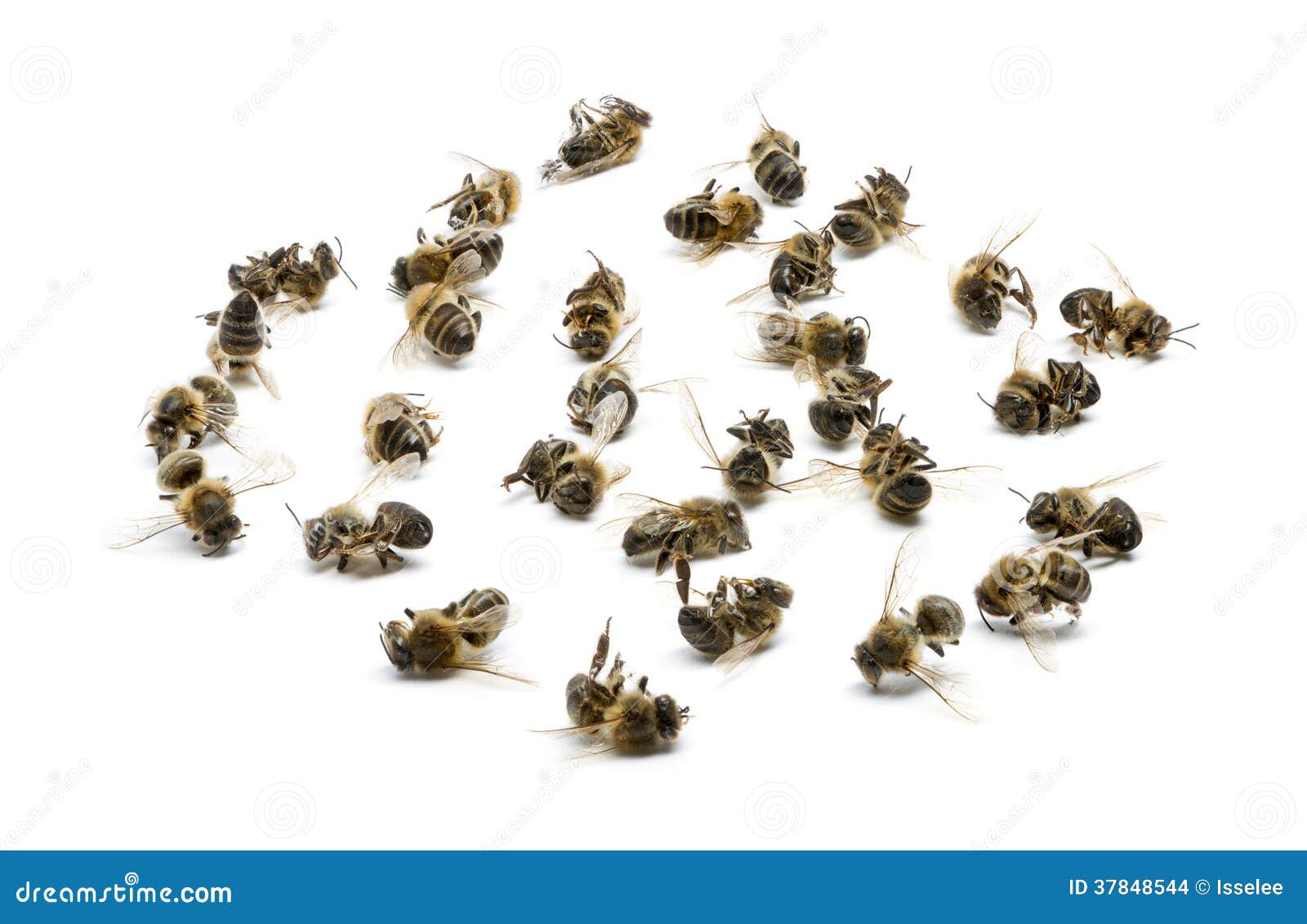 Group of Dead Bees, Isolated Stock Photo - Image of white, vertebrate ...