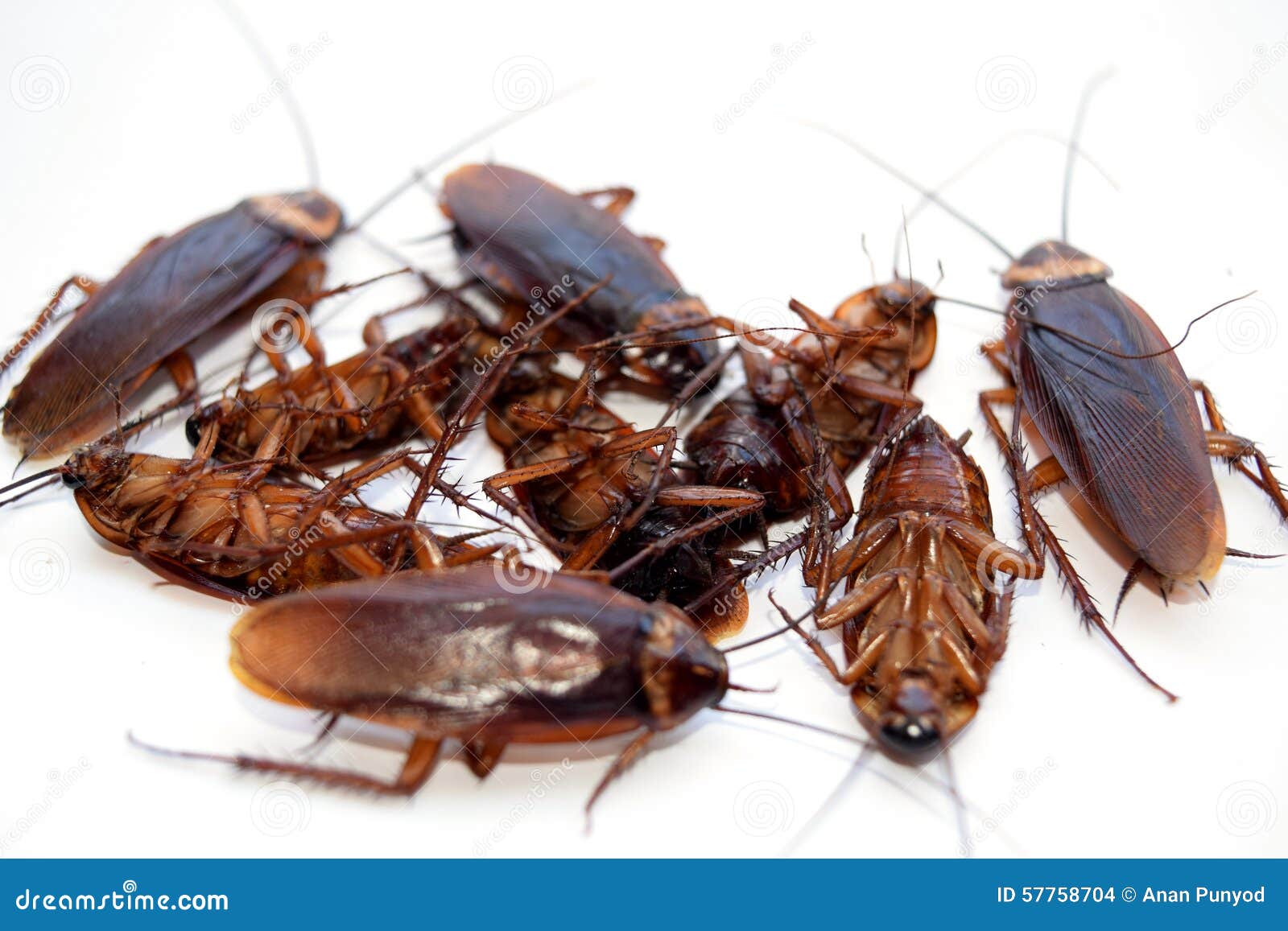 Group Dead Cockroach Isolate on White Background Stock Photo - Image of ...