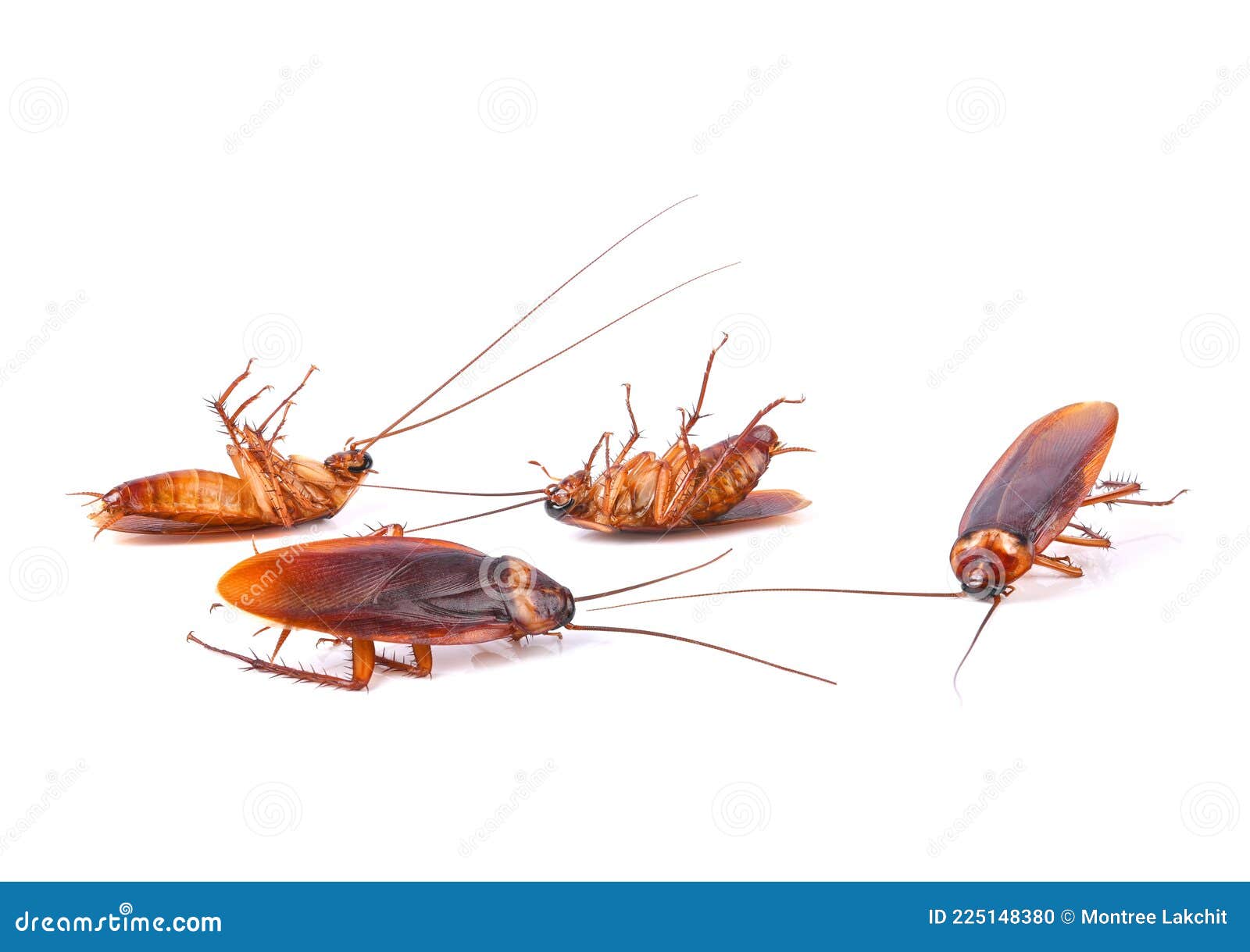 Dead Cockroaches White Background Stock Photo - Image of hygiene ...