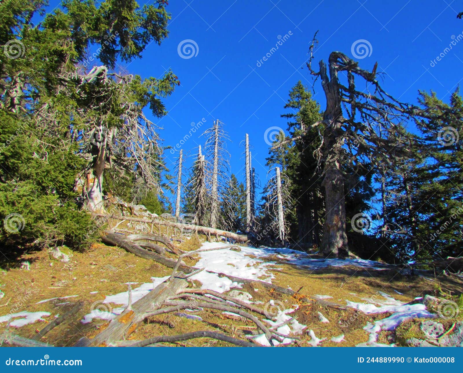 Group of Dead Spruce Trees or Snags Stock Photo - Image of blue, nature ...