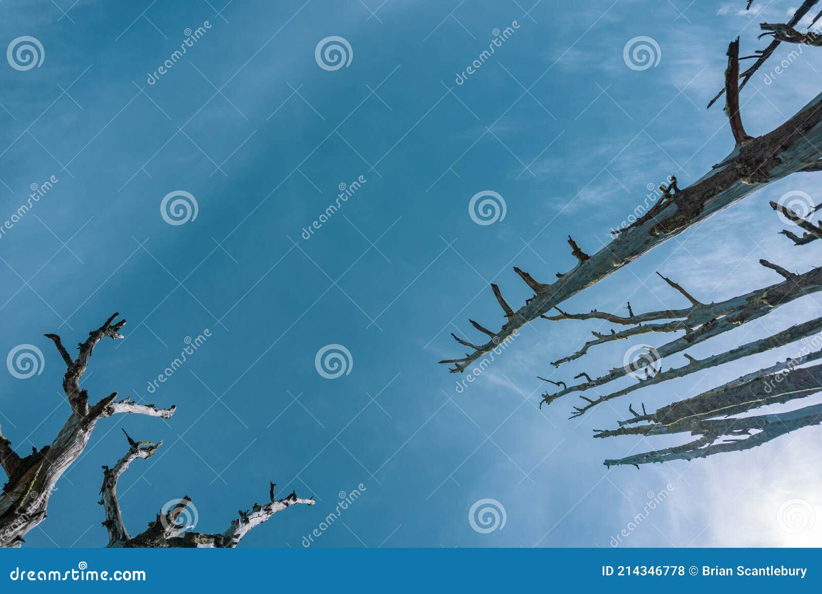 Group Dead Trees Towering Overhead Converging Skyward Stock Photo ...