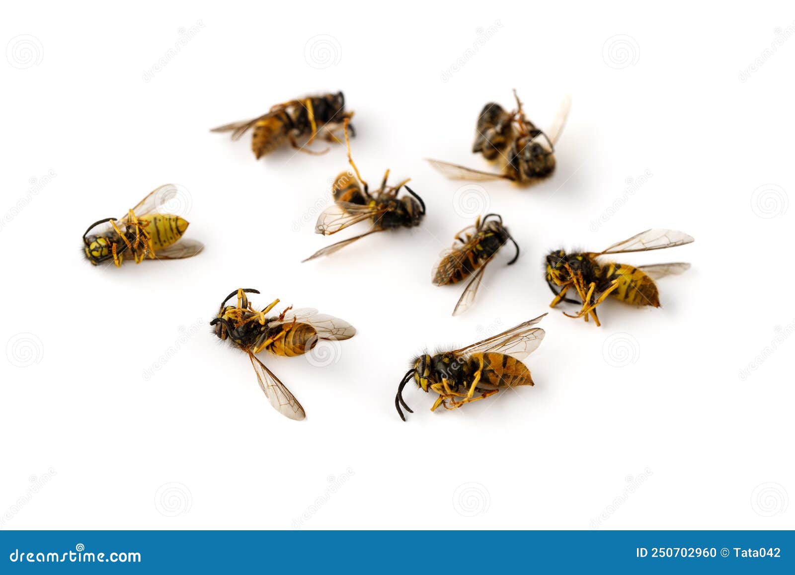 A Lot Of Dead Wasps On The Window Of A Residential Building After The ...