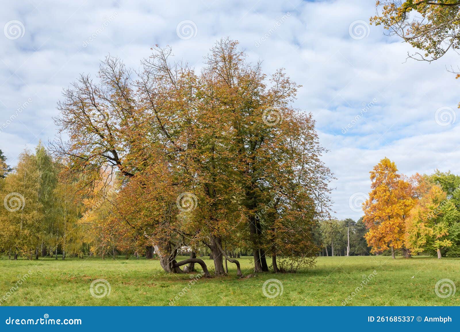 Group of Deciduous Trees among Big Glade in Autumn Park Stock Image ...
