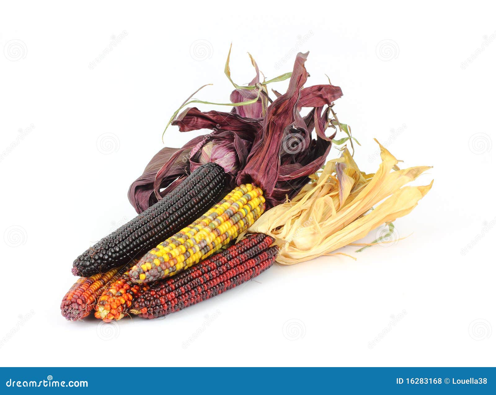 Group Decorative Fall Corn Cobs Stock Photo - Image of isolated, shades ...