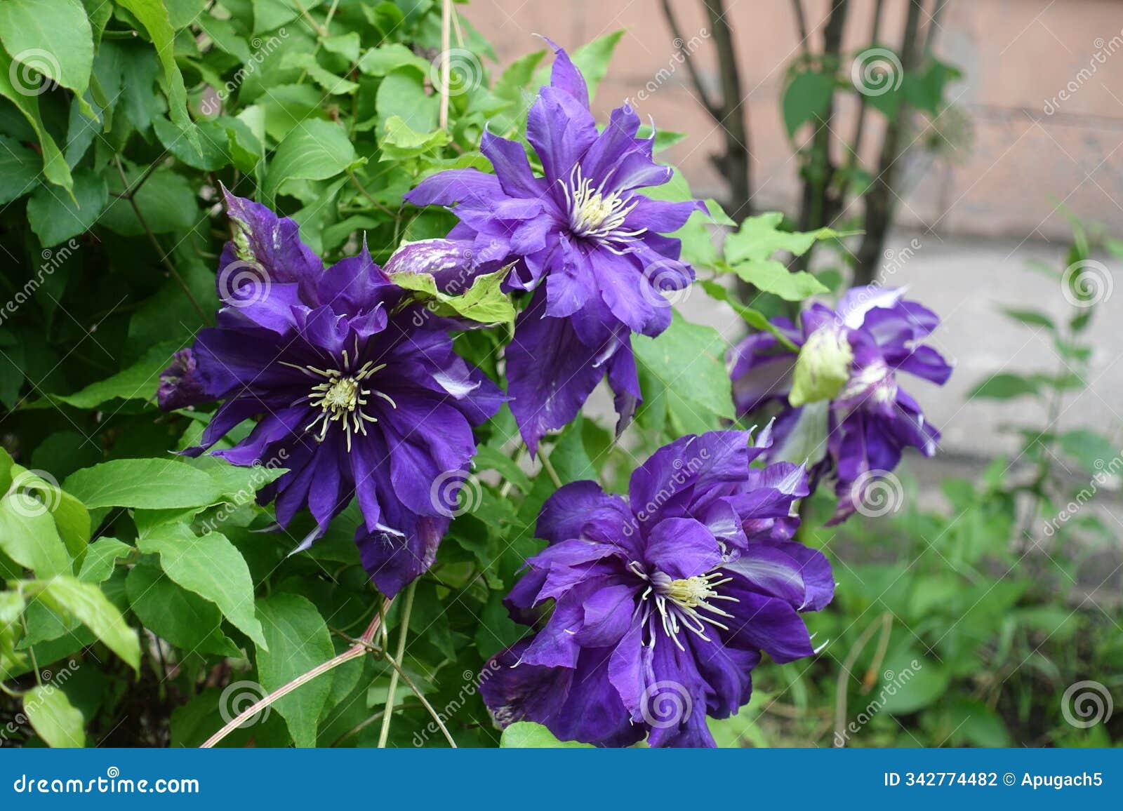 Group of Purple Double Flowers of Clematis in June Stock Photo - Image ...