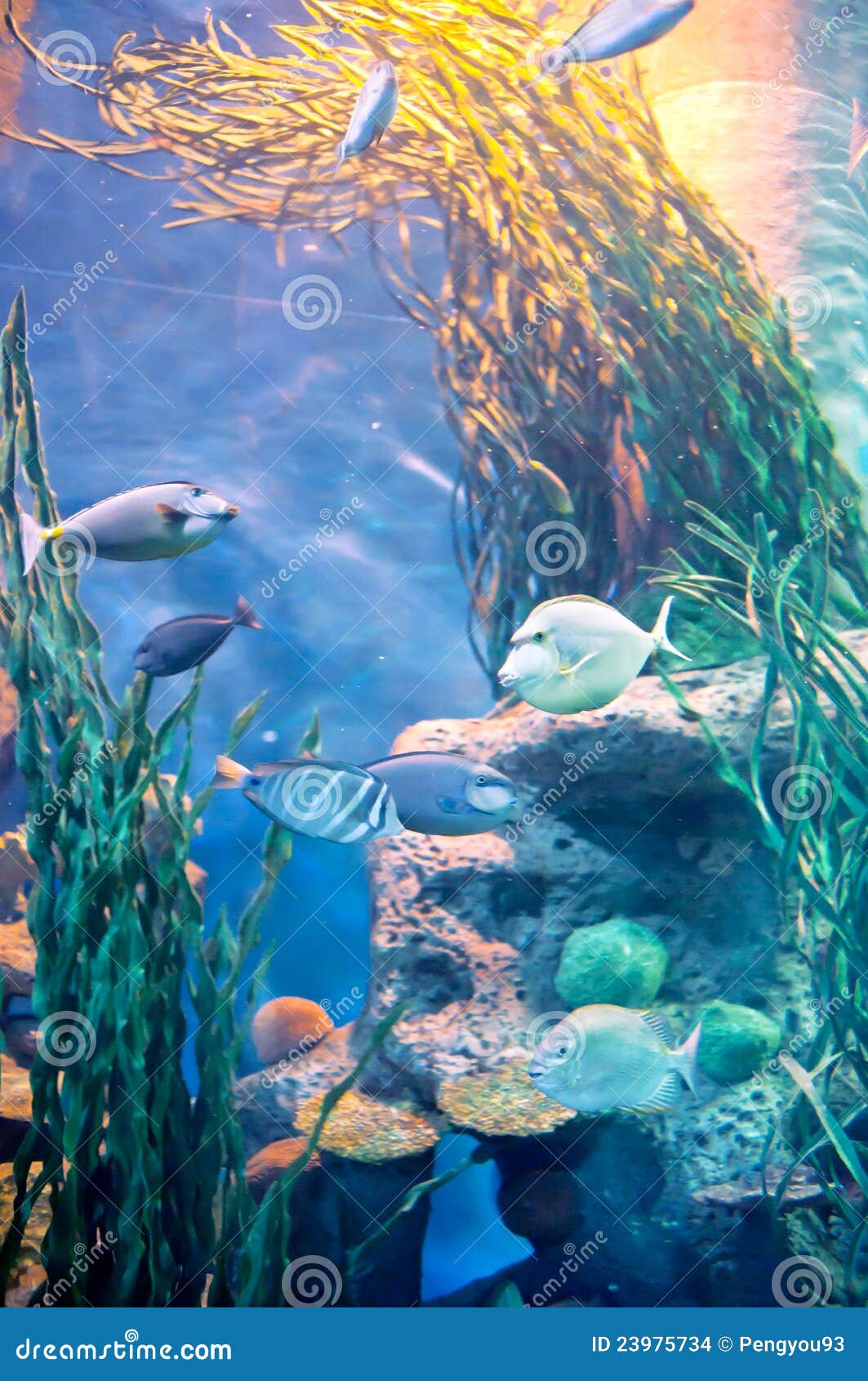 A group of deep-sea fish stock photo. Image of coral - 23975734