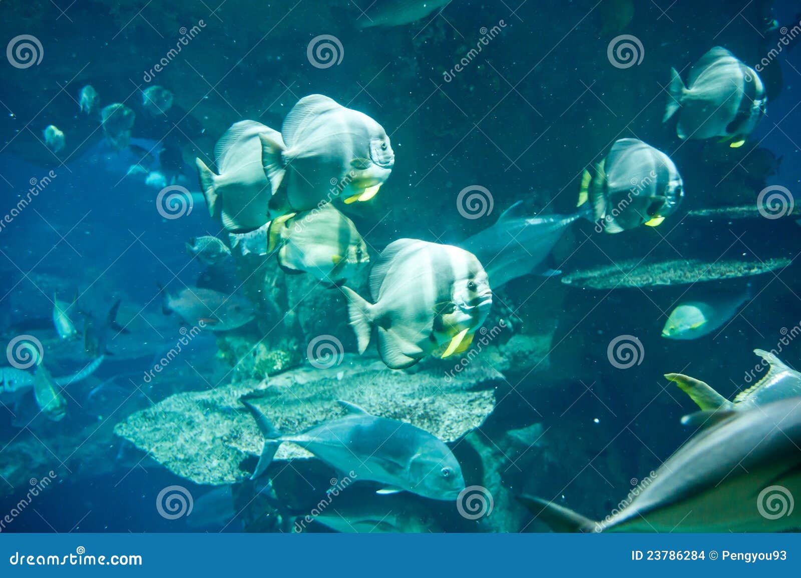 A Group of Deep-sea Fish in the Play Stock Photo - Image of sipadan ...