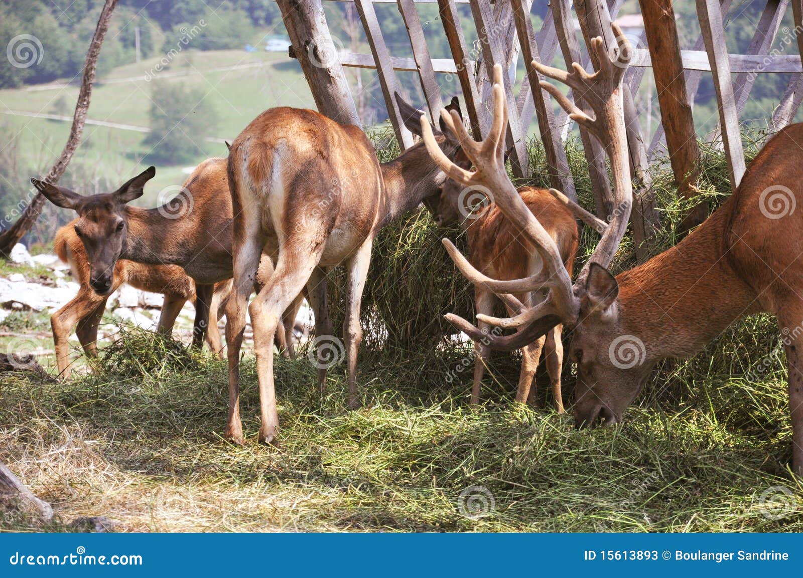 A group of deer stock image. Image of meeting, head, grazing - 15613893
