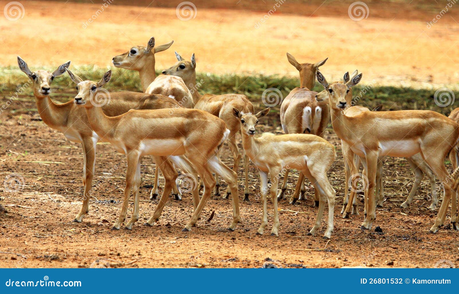 A group of deer stock photo. Image of mammals, nimal - 26801532