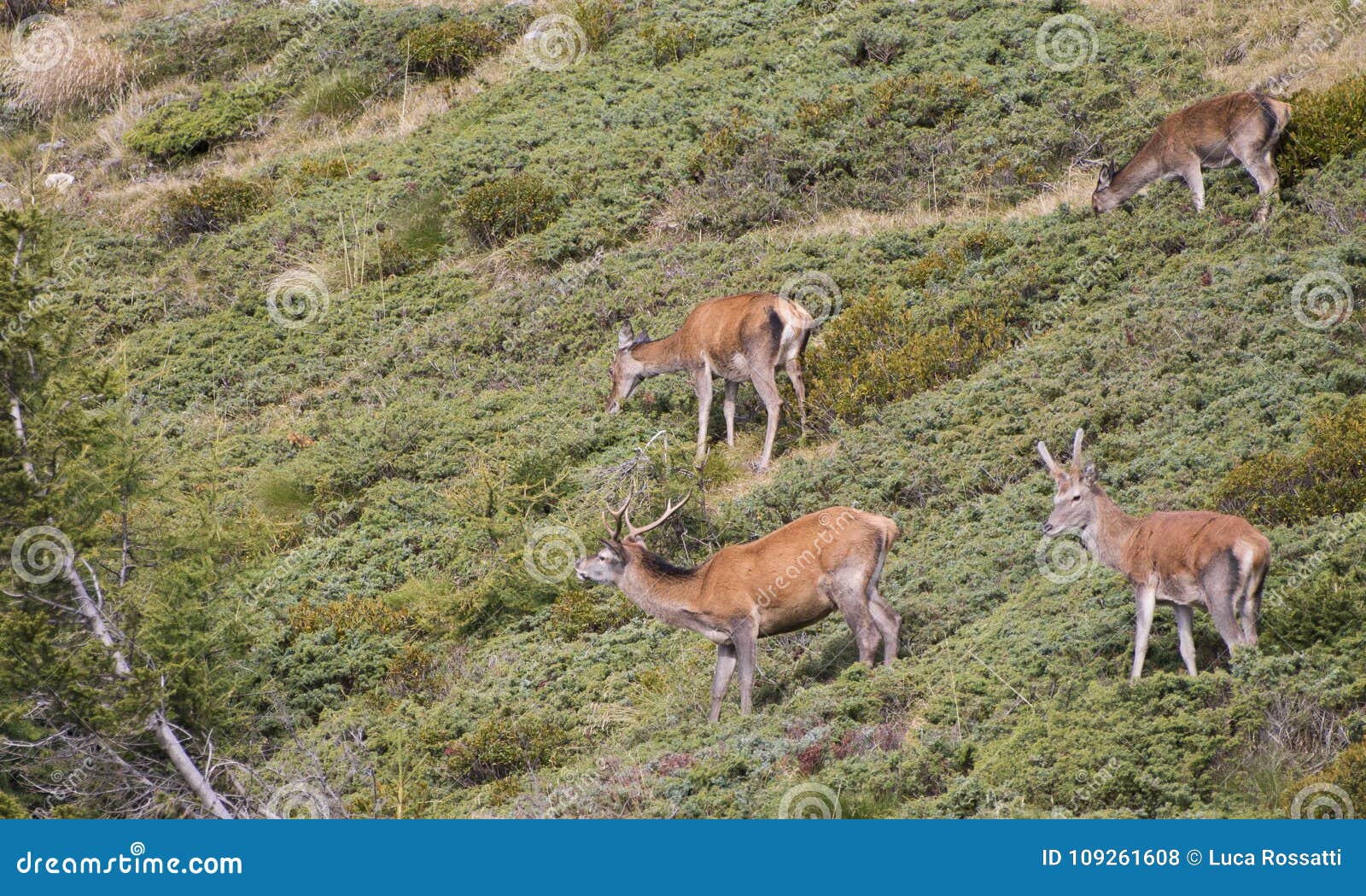 Group of deer on the alps stock photo. Image of forest - 109261608
