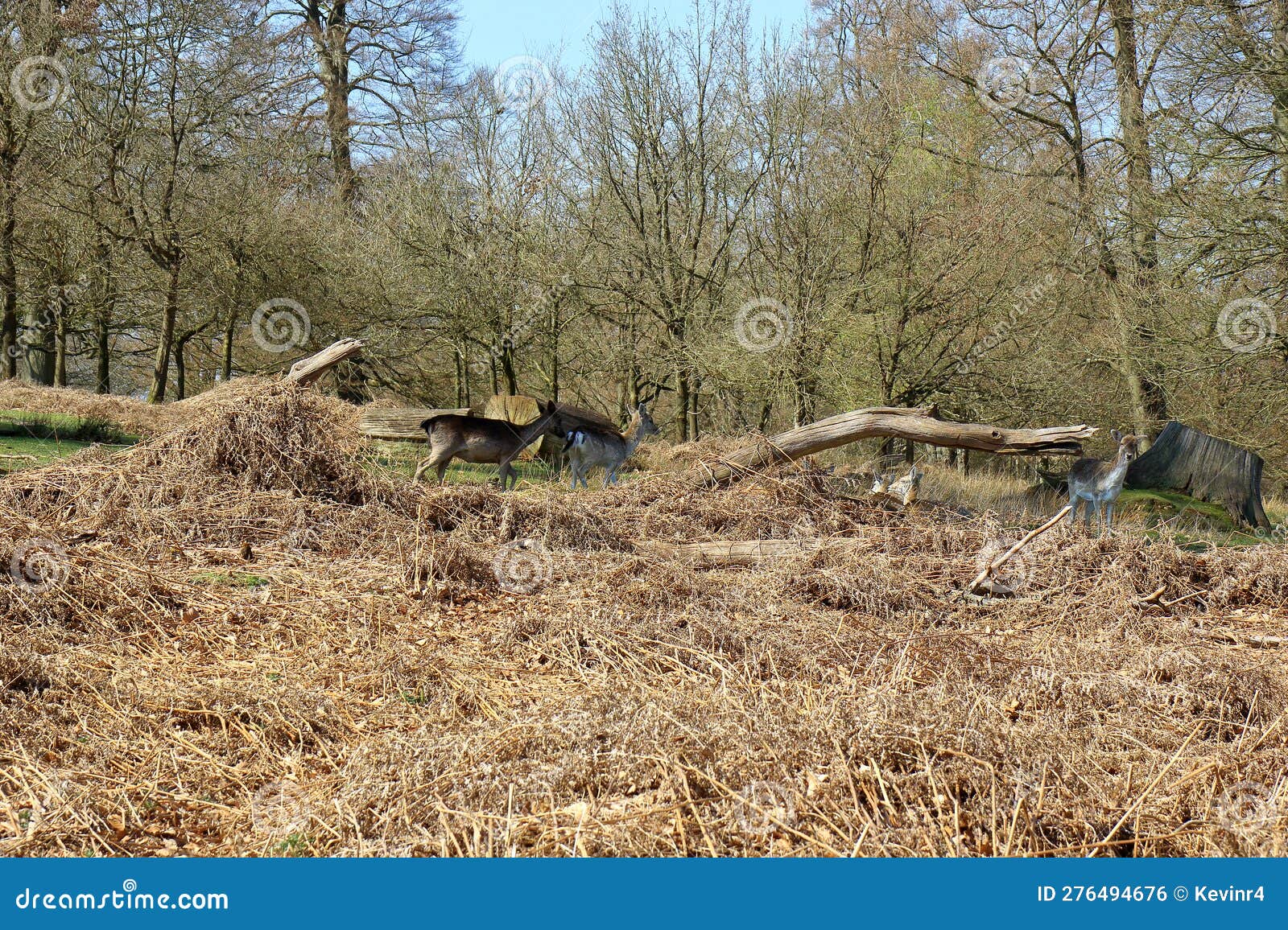Group of Deer Amongst the Fallen Trees and Foliage in the Kent ...