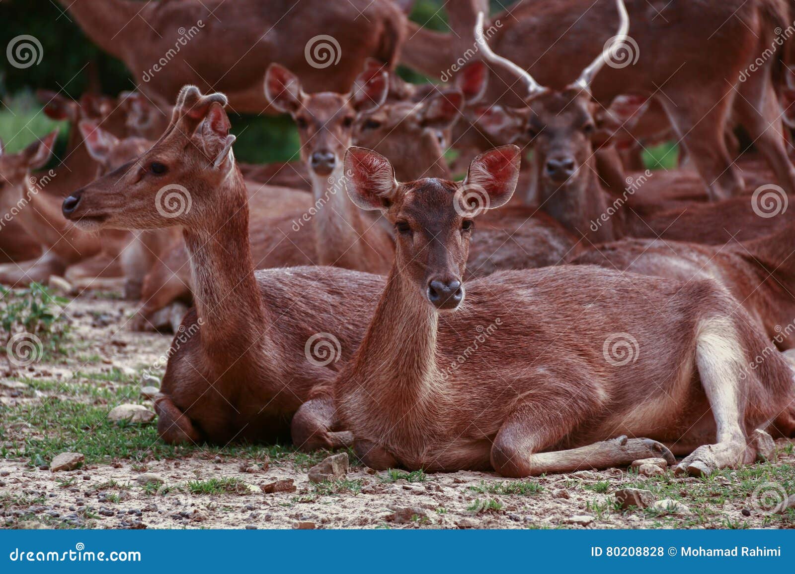 Group of deer stock photo. Image of closeup, kicked, wood - 80208828