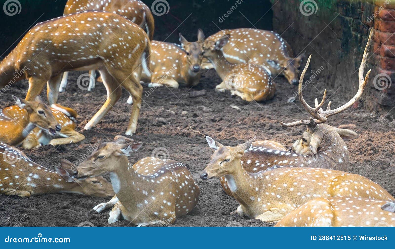 Group of Deer Congregating in a Sandy Area Stock Image - Image of ...